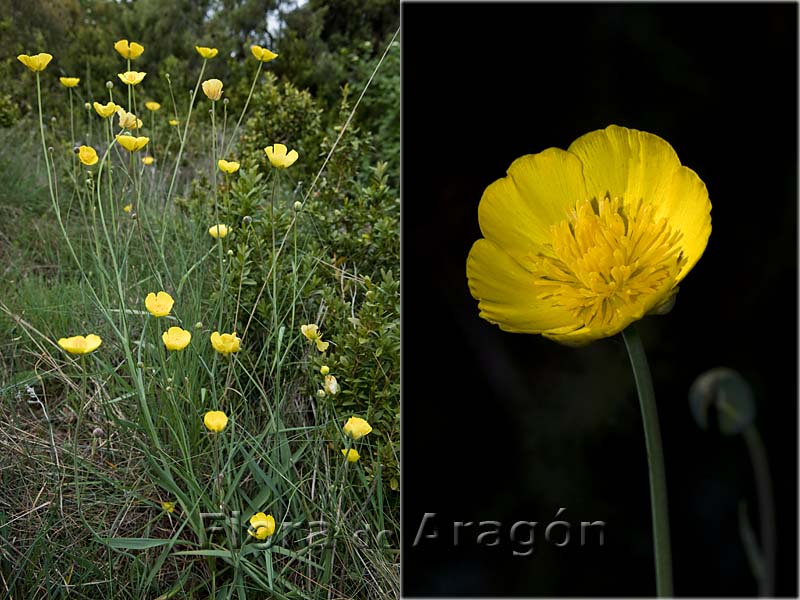 Flora de Aragón: Ranunculus gramineus