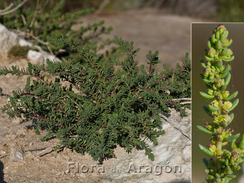 Flora de Aragón: Suaeda vera