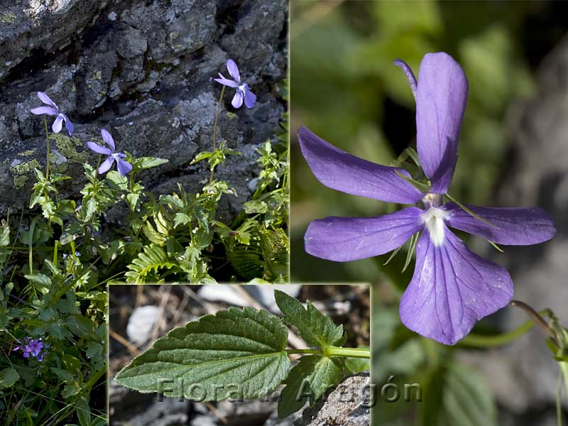 Flora de Aragón: Viola cornuta