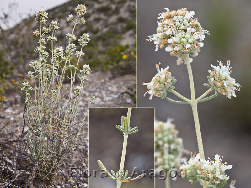 Flora de Aragón: Teucrium capitatum