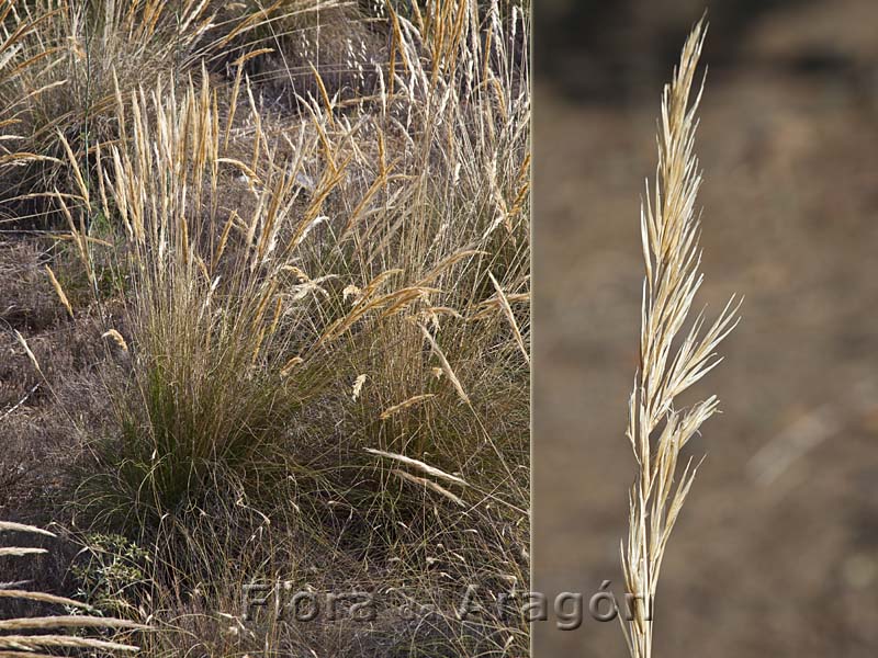 Flora de Aragón: Stipa tenacissima