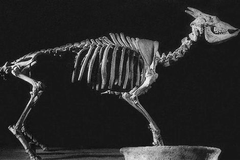 La Prehistoria y el origen del hombre: MYOTRAGUS BALEARICUS