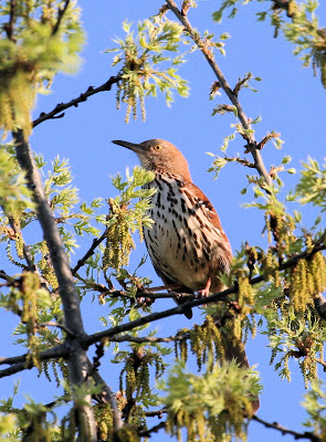 Redgannet: April 2009