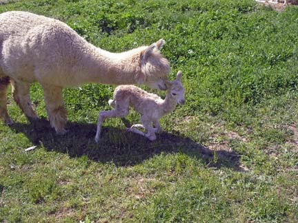 Straightfork Farm: Cria Birth, Graphic Photos