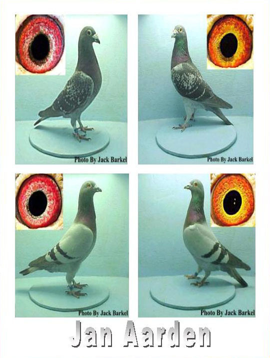 ΤΑΧΥΔΡΟΜΙΚΑ ΠΕΡΙΣΤΕΡΙΑ-RACING PIGEONS: Jan Aarden