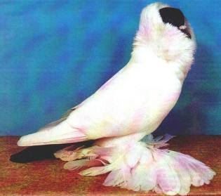 ΡΑΤΣΕΣ ΠΕΡΙΣΤΕΡΙΩΝ: Schmalkalden Moorhead