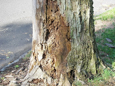 PLAINFIELD TODAY: Plainfield tree politics: Rotten to the core?