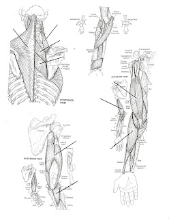 Ms. Hatfield's Physiology Website: Muscles of the Forearm