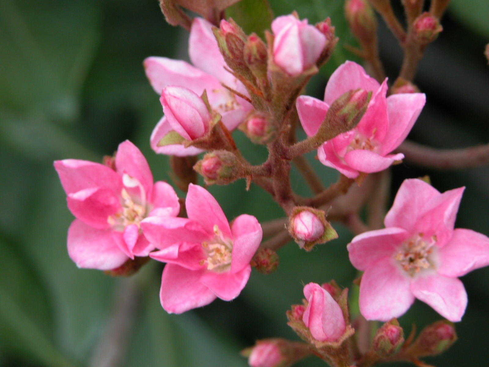 The Gay Gardener's Gazette: Photo of the Week 9