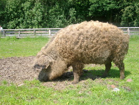 gregorspig: first mangalitza eaten in edinburgh