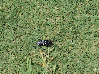 Life with Lindsay and Joe: Awase Meadows Golf Course