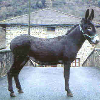 Imagenes de asnos - Imagui