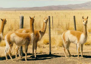 las vicuñas: la reproduccion de las vicuñas