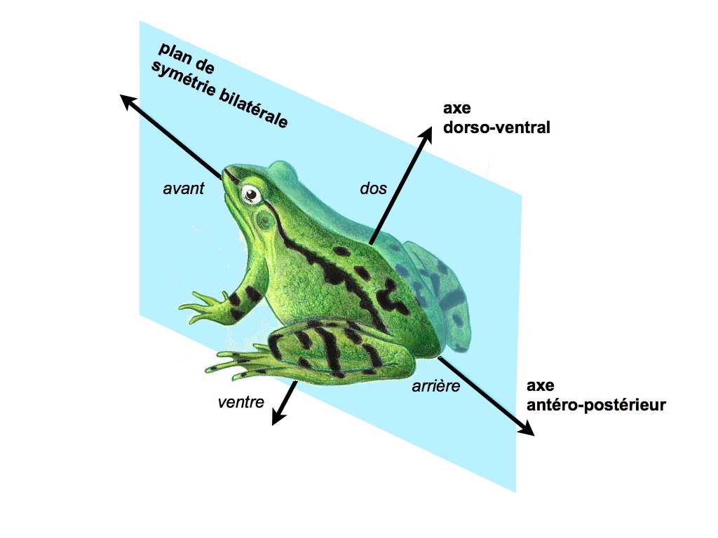 svtOlycée: décembre 2018