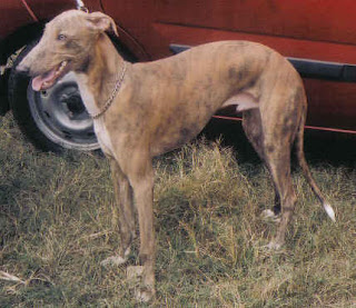 Rare Indian Breed Dogs: Rampur Hound