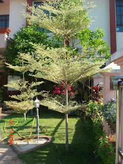 Laman of Life: Bucida Revisited