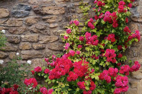 Best Favorite Flowers In The World: Top 10 Climbing Roses