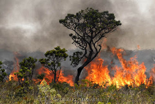 APAAC: As Queimadas no Cerrado