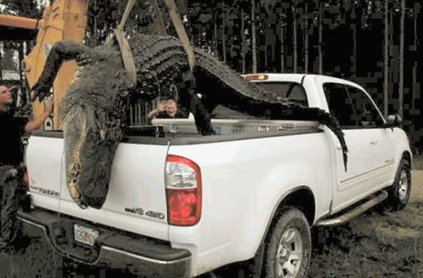 An Oh Kaye! Holiday: 1000lb Gator!