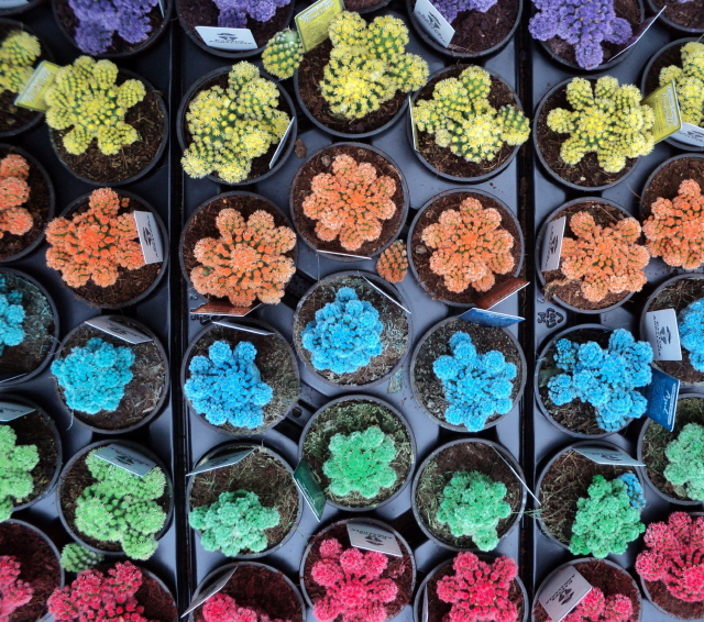 Viveros Vangarden: CACTUS DE COLORES