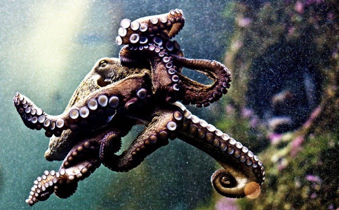 Cephalopod Shenanigans: Octopus 101