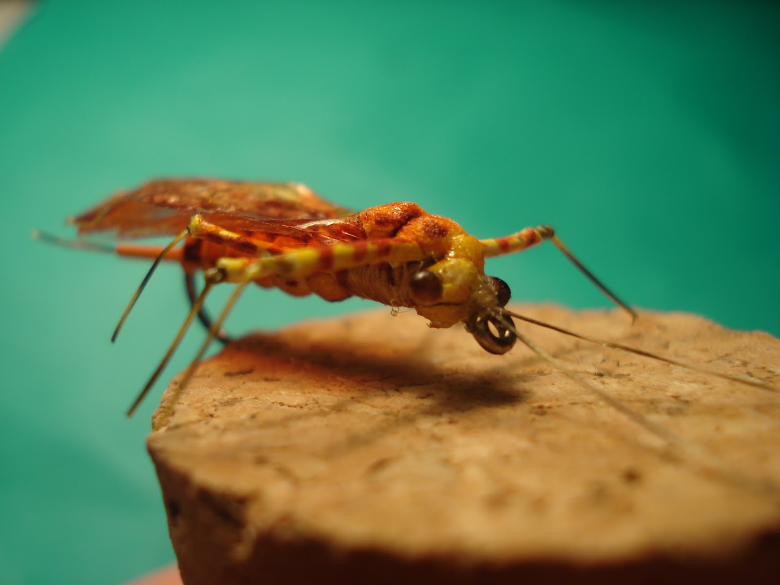 Carolina Fly Tying: Realistic Flies...