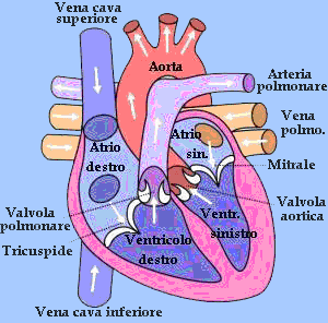 Medicina: Il cuore