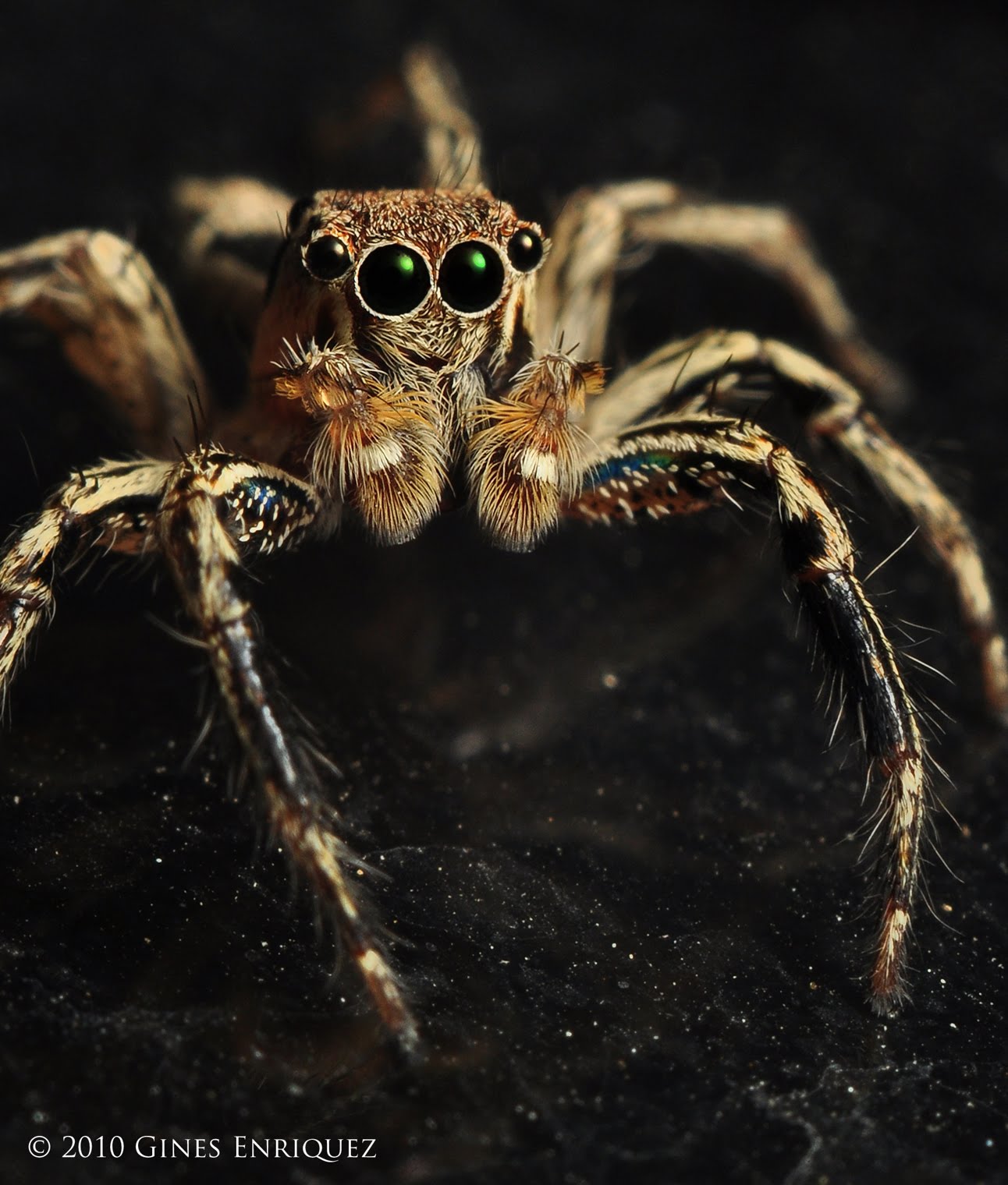 Gines Enriquez The Critterazzi