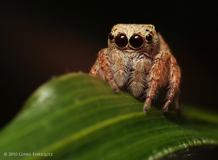 Gines Enriquez The Critterazzi