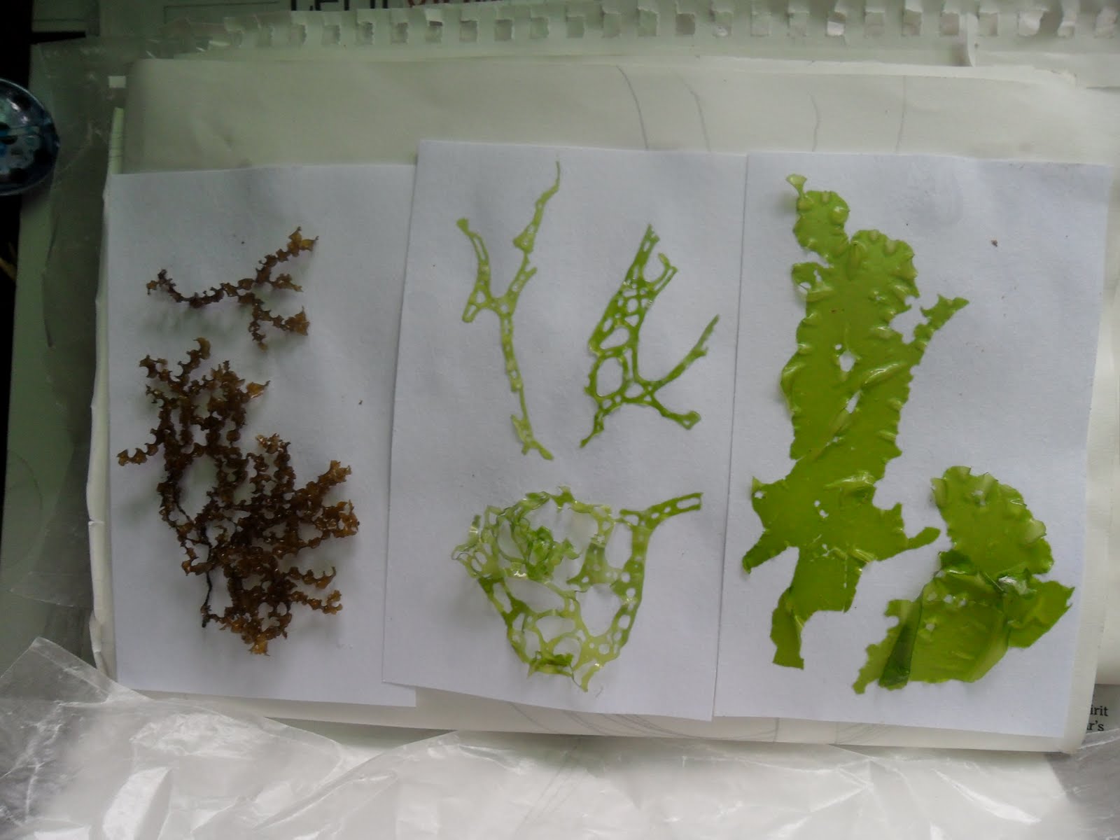 Seaweed collection 2010: Lipoa Beach Seaweed Collection and survey