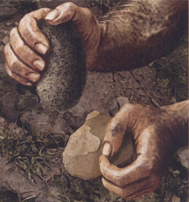 L'évolution de la vie: HOMO HABILIS