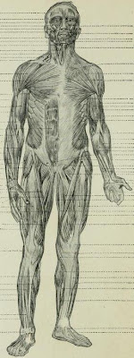 CG Database: Human Muscle Structure Blueprints - Front, Back & Side.