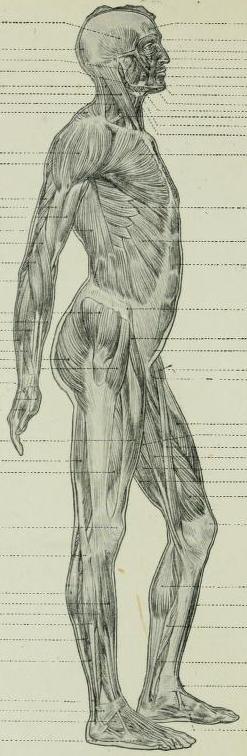 CG Database: Human Muscle Structure Blueprints - Front, Back & Side.