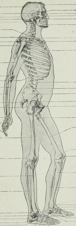 CG Database: Human Skeletal Structure Blueprints - Front, Back & Side.