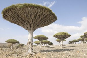 LO SAPEVATE CHE.....: LE NUOVE MERAVIGLIE DEL MONDO