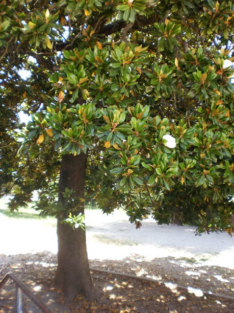 Anzouya: Some Cuteness