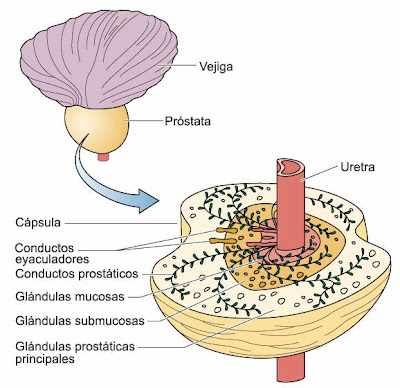 Tecnología Médica Mención Morfofisiopatología y Citodiagnóstico ...