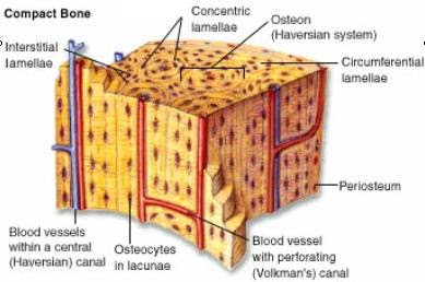 Tecnología Médica Mención Morfofisiopatología y Citodiagnóstico ...