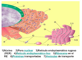 Tecnología Médica Mención Morfofisiopatología y Citodiagnóstico ...