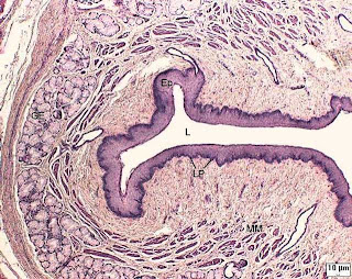 Tecnología Médica Mención Morfofisiopatología y Citodiagnóstico ...