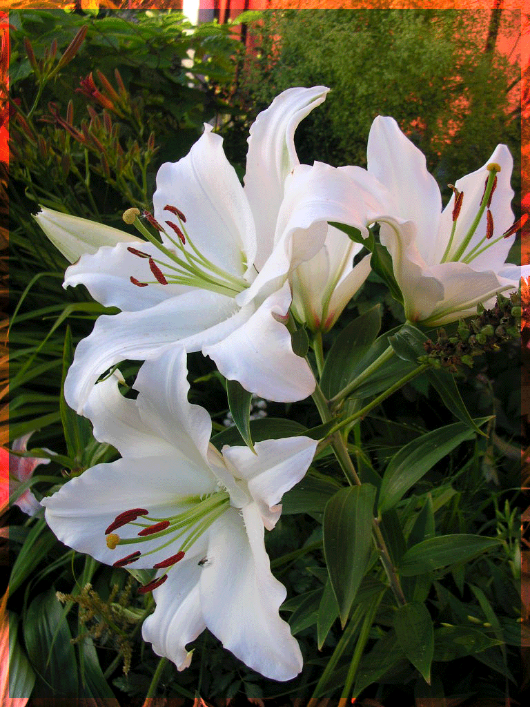 My rented garden: Nu blommar liljorna