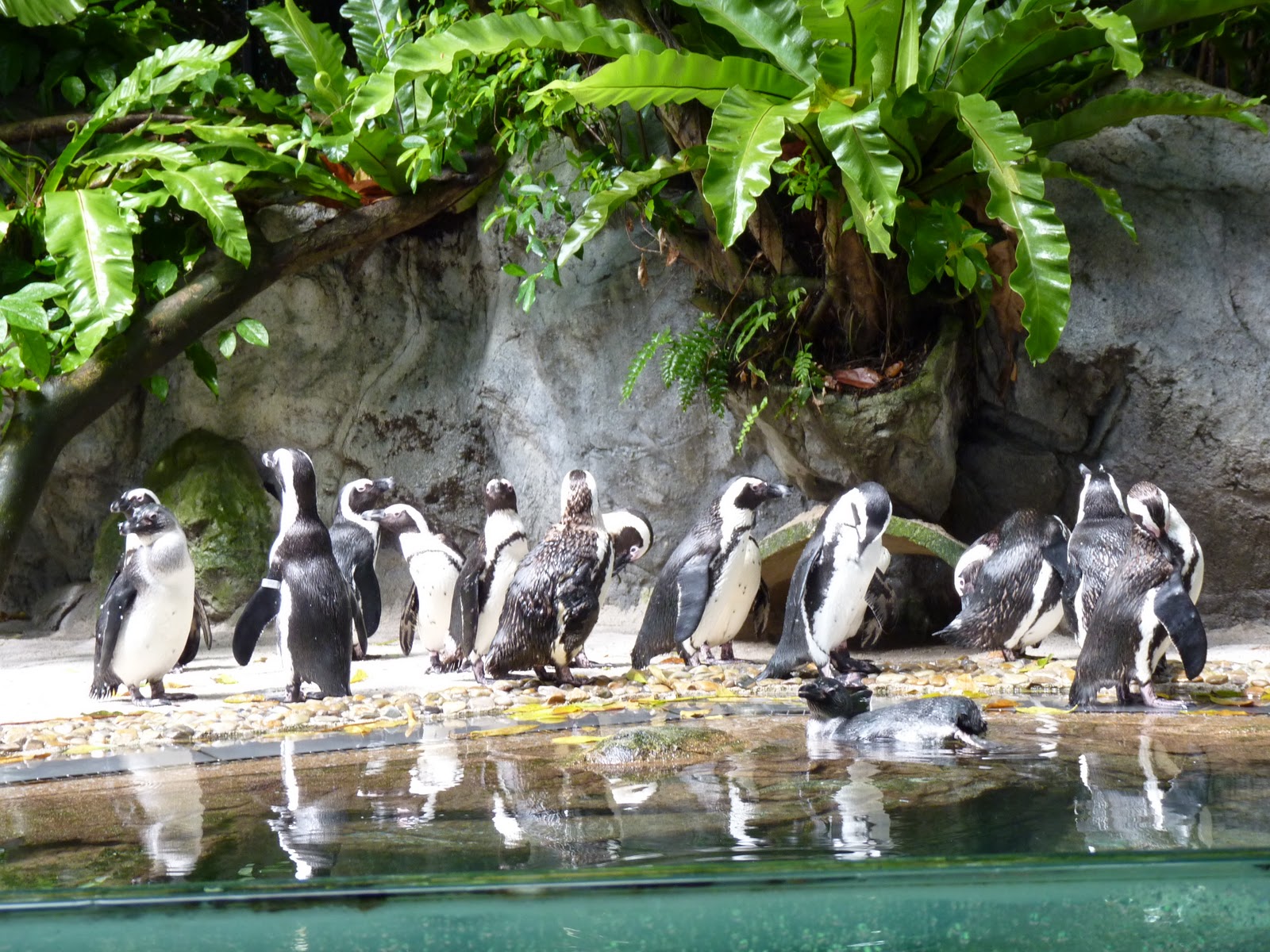 Passport to The Green City: Singapore Zoological Gardens