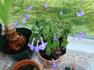 Wet Behind the Ears: Trailing African Violets