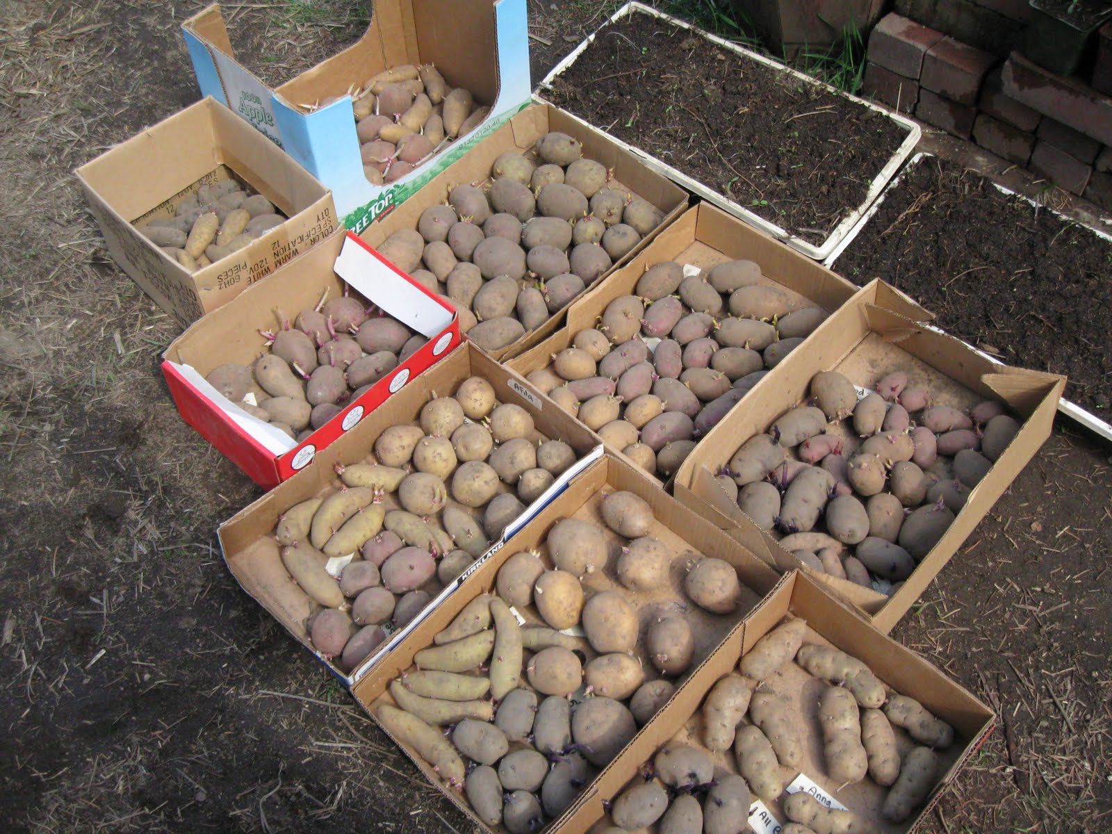 Our Subsistence Pattern: Planting Potatoes