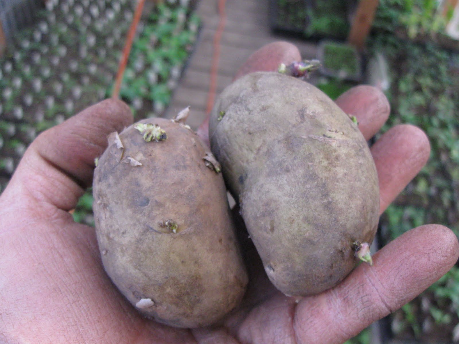 Our Subsistence Pattern: Planting Potatoes