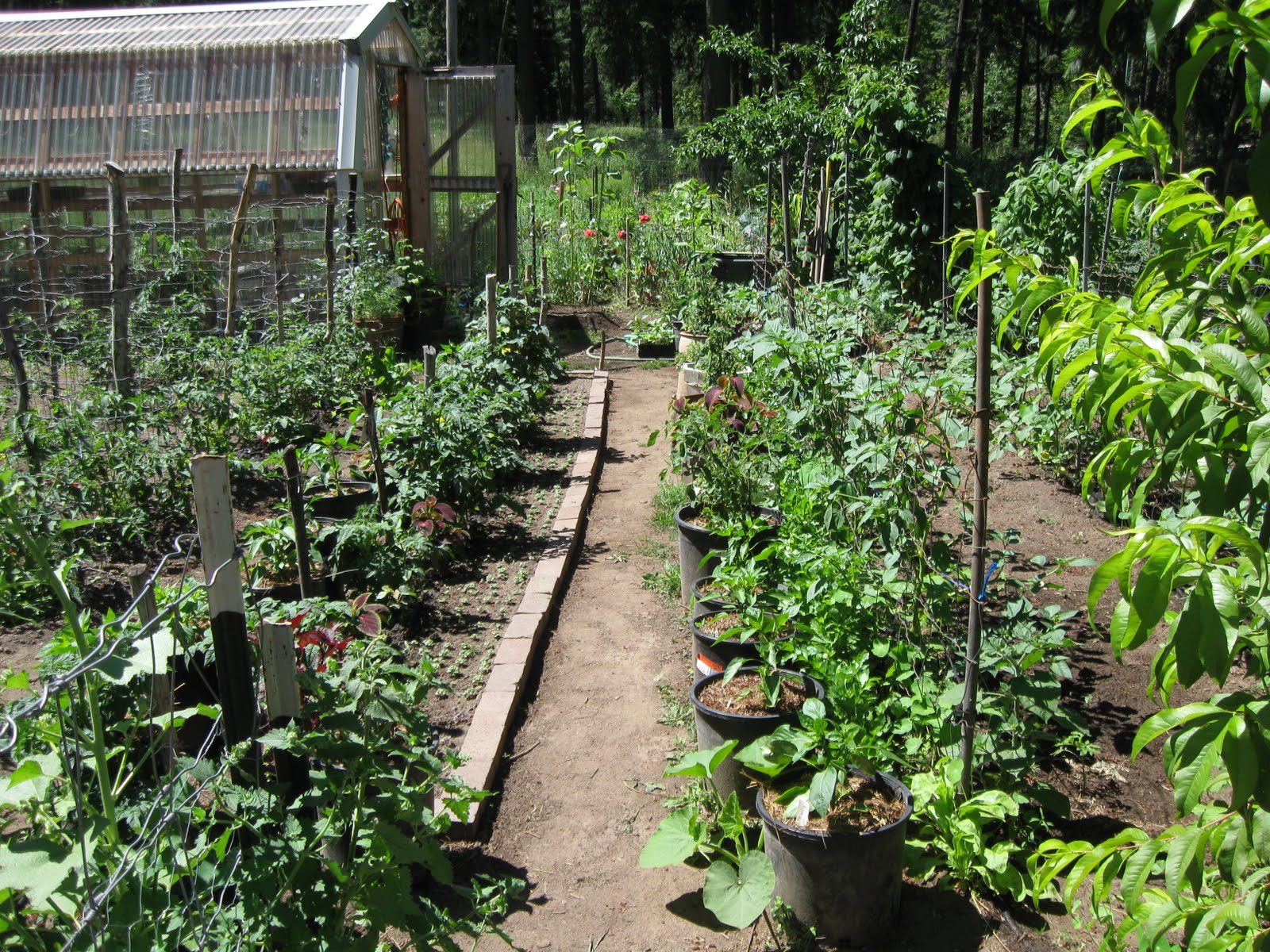 Our Subsistence Pattern: In the Garden - Tomatoes & Peppers