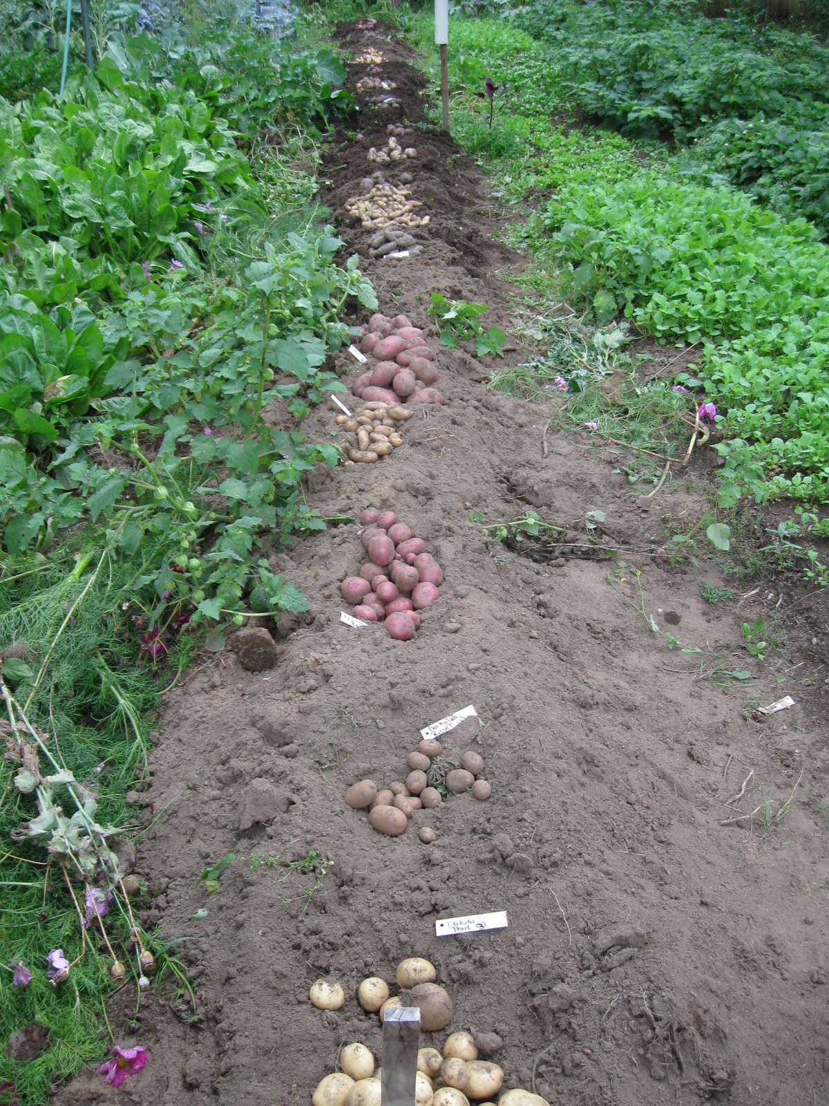 Our Subsistence Pattern: Harvesting Potatoes