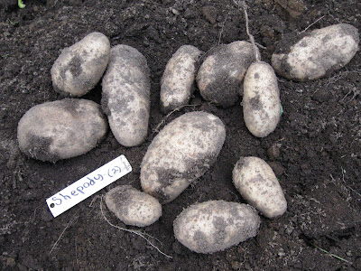 Our Subsistence Pattern: Harvesting Potatoes