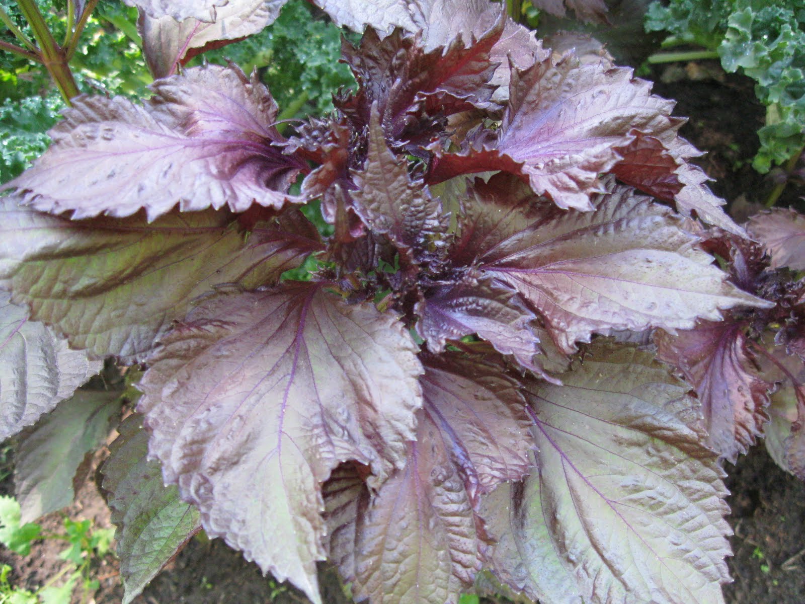 Our Subsistence Pattern: Red Shiso - A Plant Worth Growing
