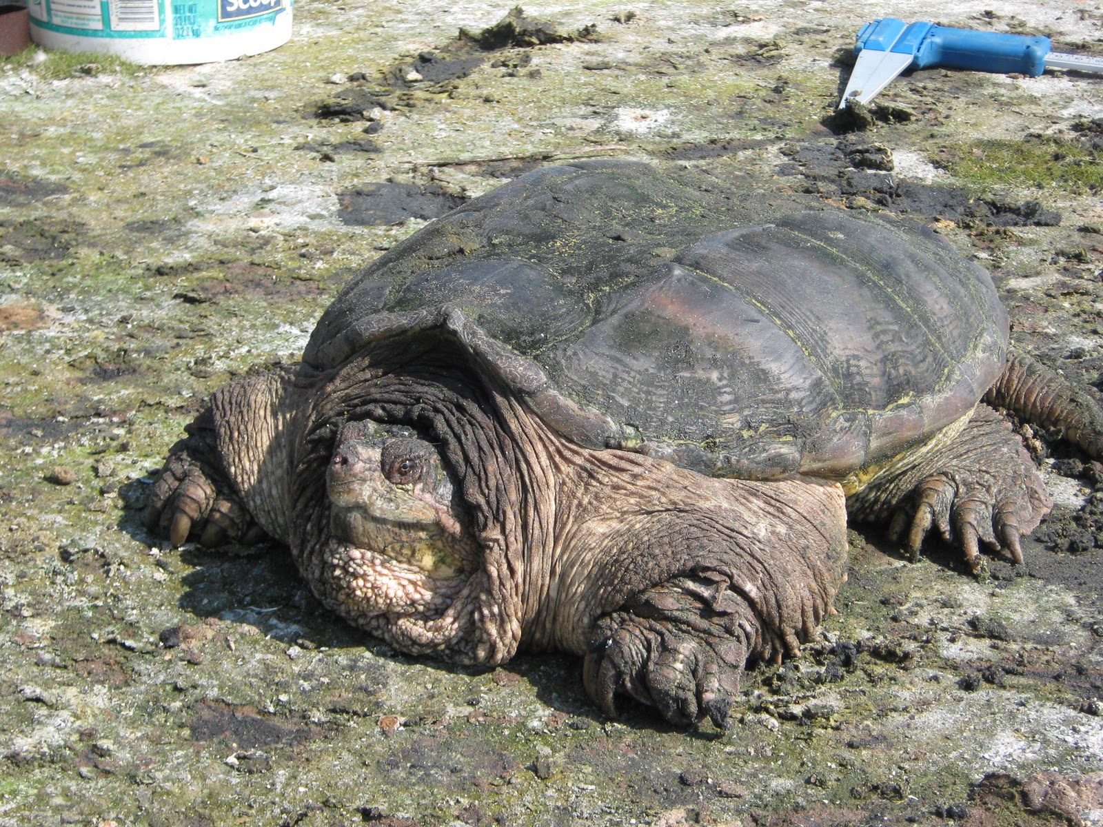 Terrapin Procrastination: Snapping turtles of Long Island
